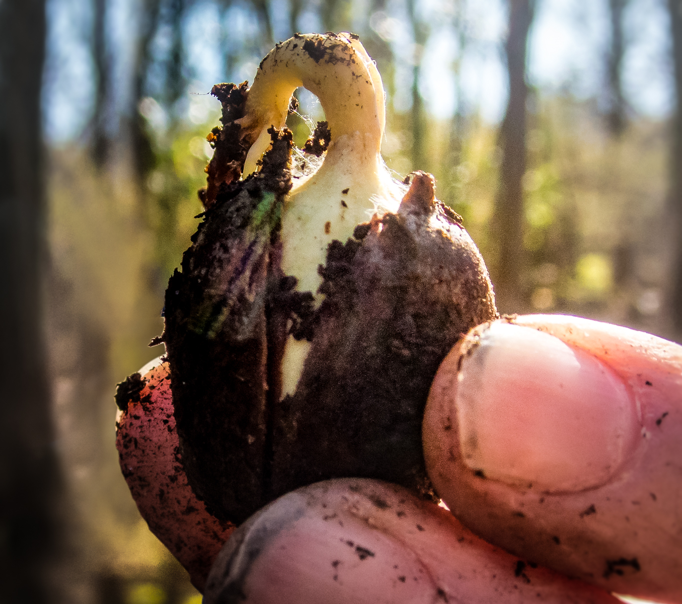 MIGHTY ACORNS – Brokaw Photography